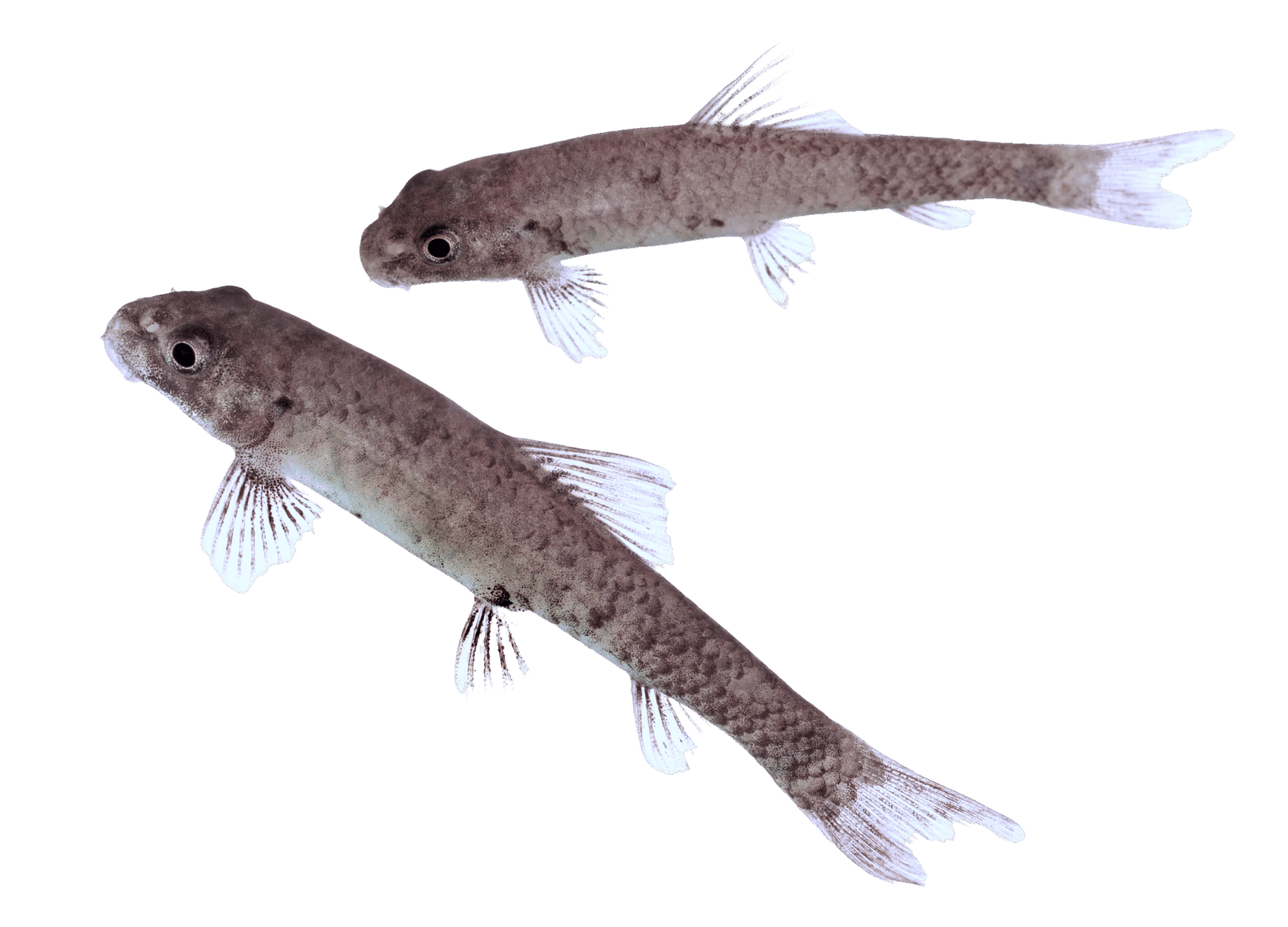 Haltung | MEDIFISCH.de | Knabberfische, Garra rufa & Kangalfische